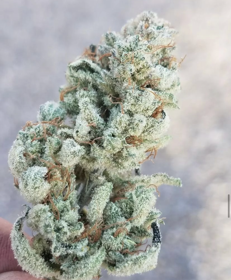 Headlights – SKUNKTEK