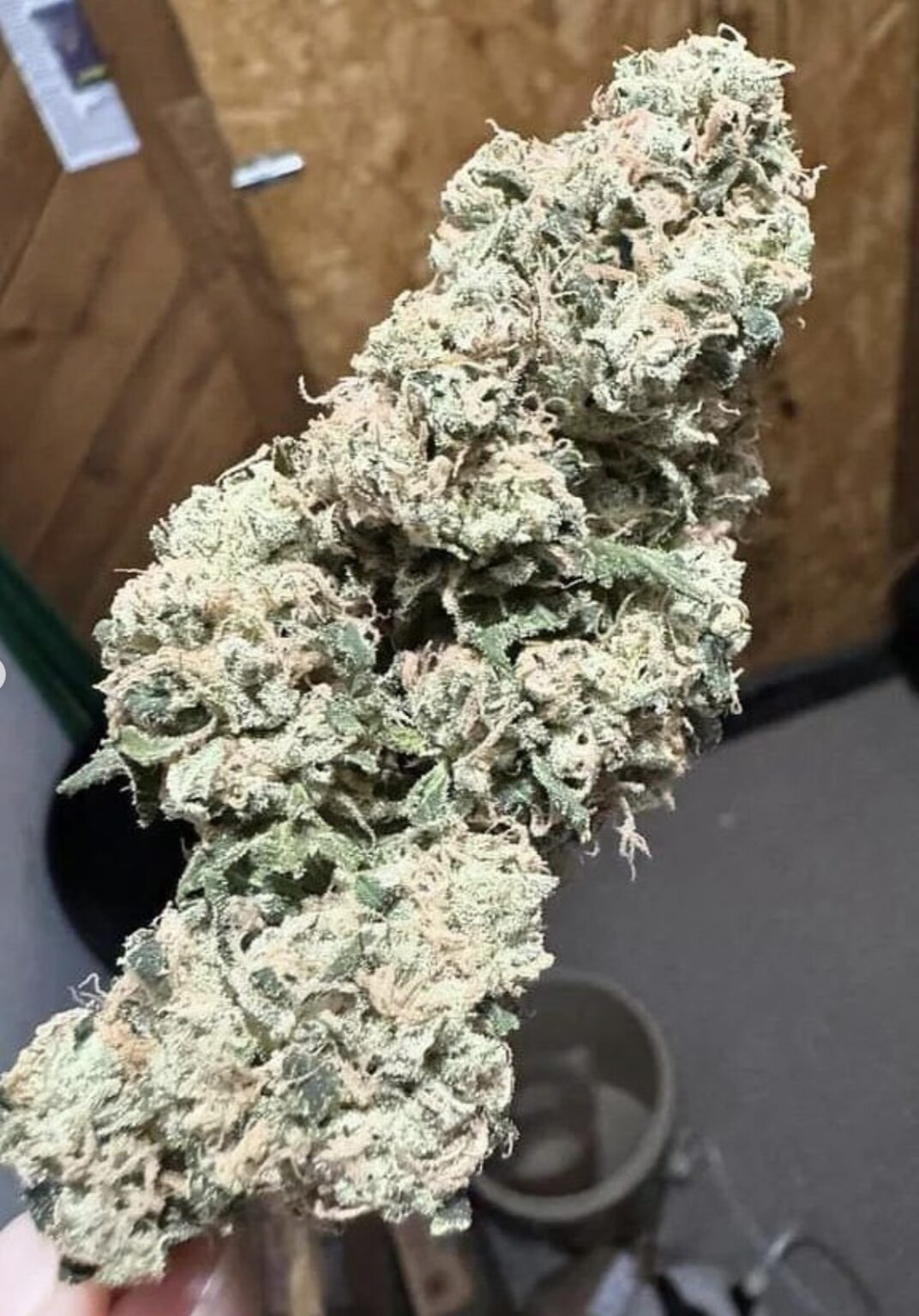 SOWABUNGA – SKUNKTEK