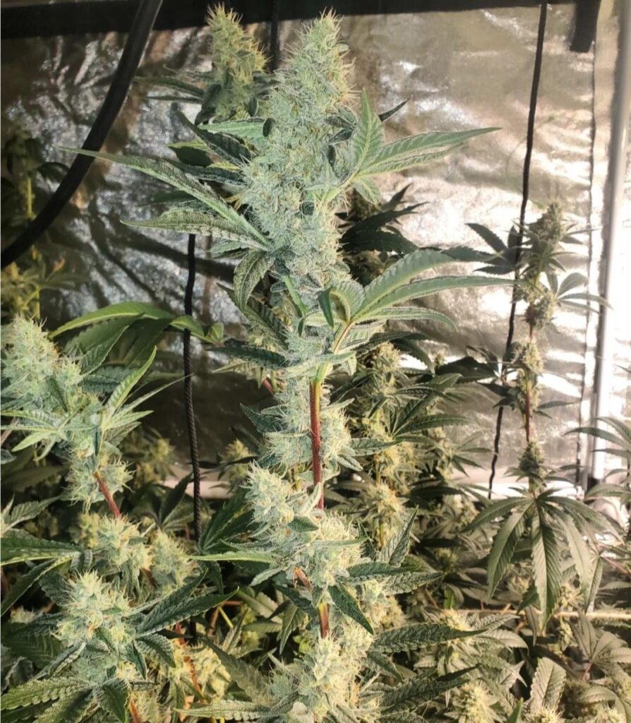 Dubble Limes – SKUNKTEK