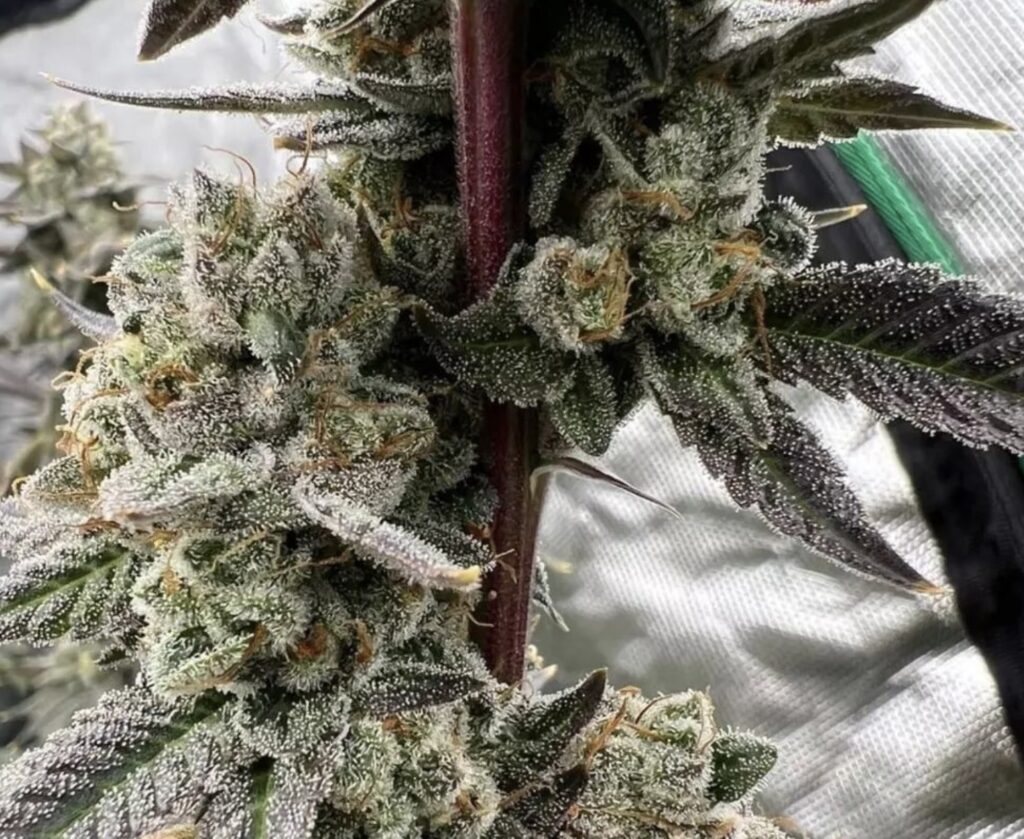 Dome Piece – SKUNKTEK