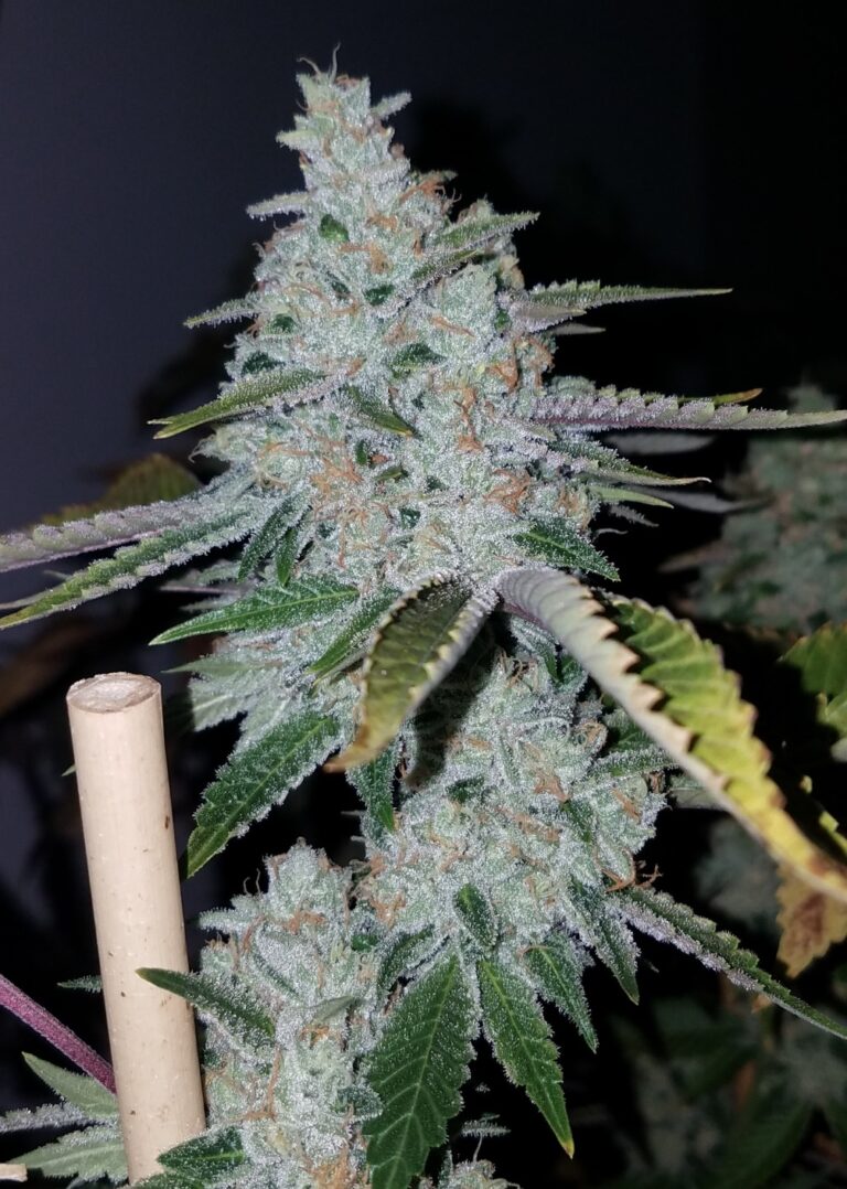 Heavy D – SKUNKTEK