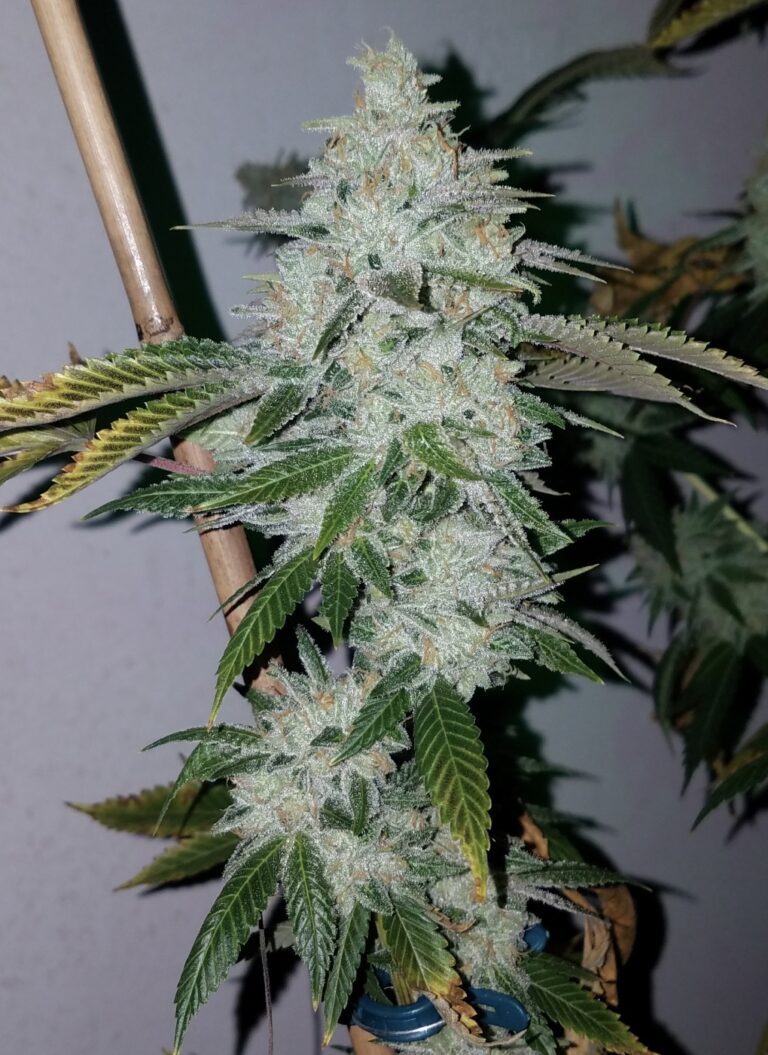 Heavy D – SKUNKTEK