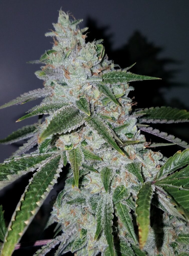 Heavy D – SKUNKTEK