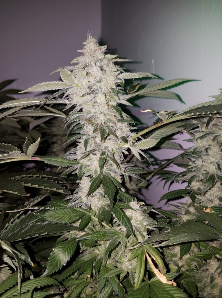 Heavy D – SKUNKTEK