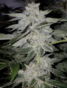 Heavy D – SKUNKTEK