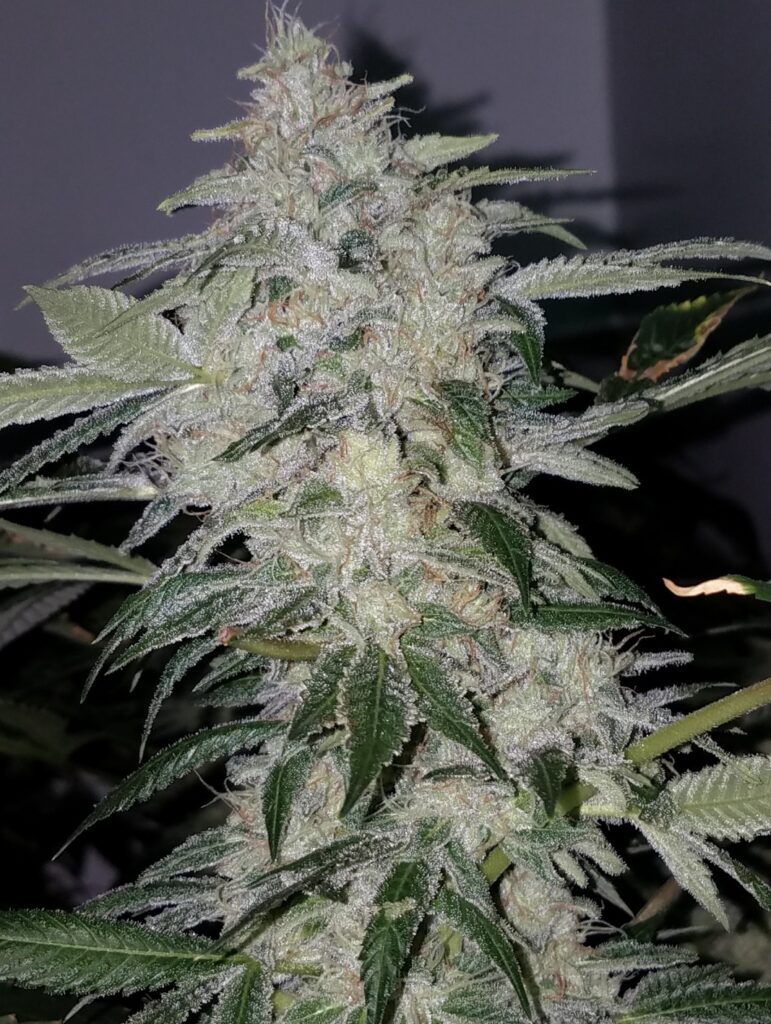 Heavy D – SKUNKTEK