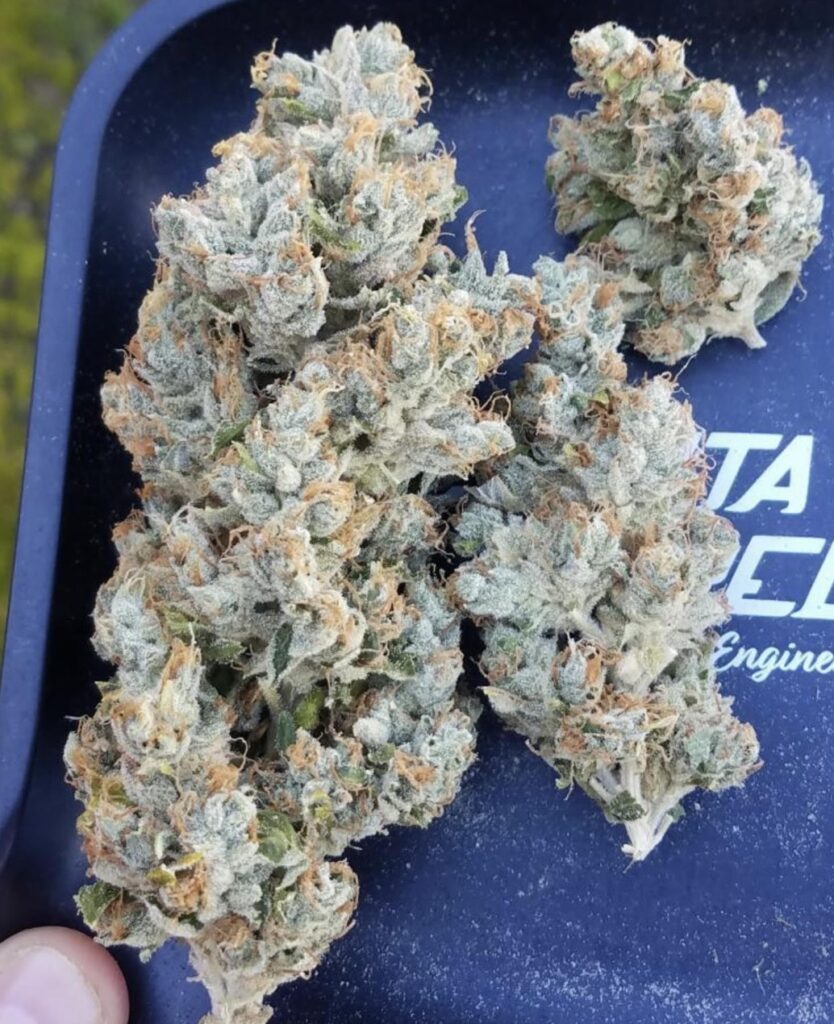 Nughead – SKUNKTEK