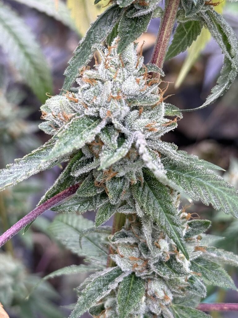 Double Pure Kush – SKUNKTEK