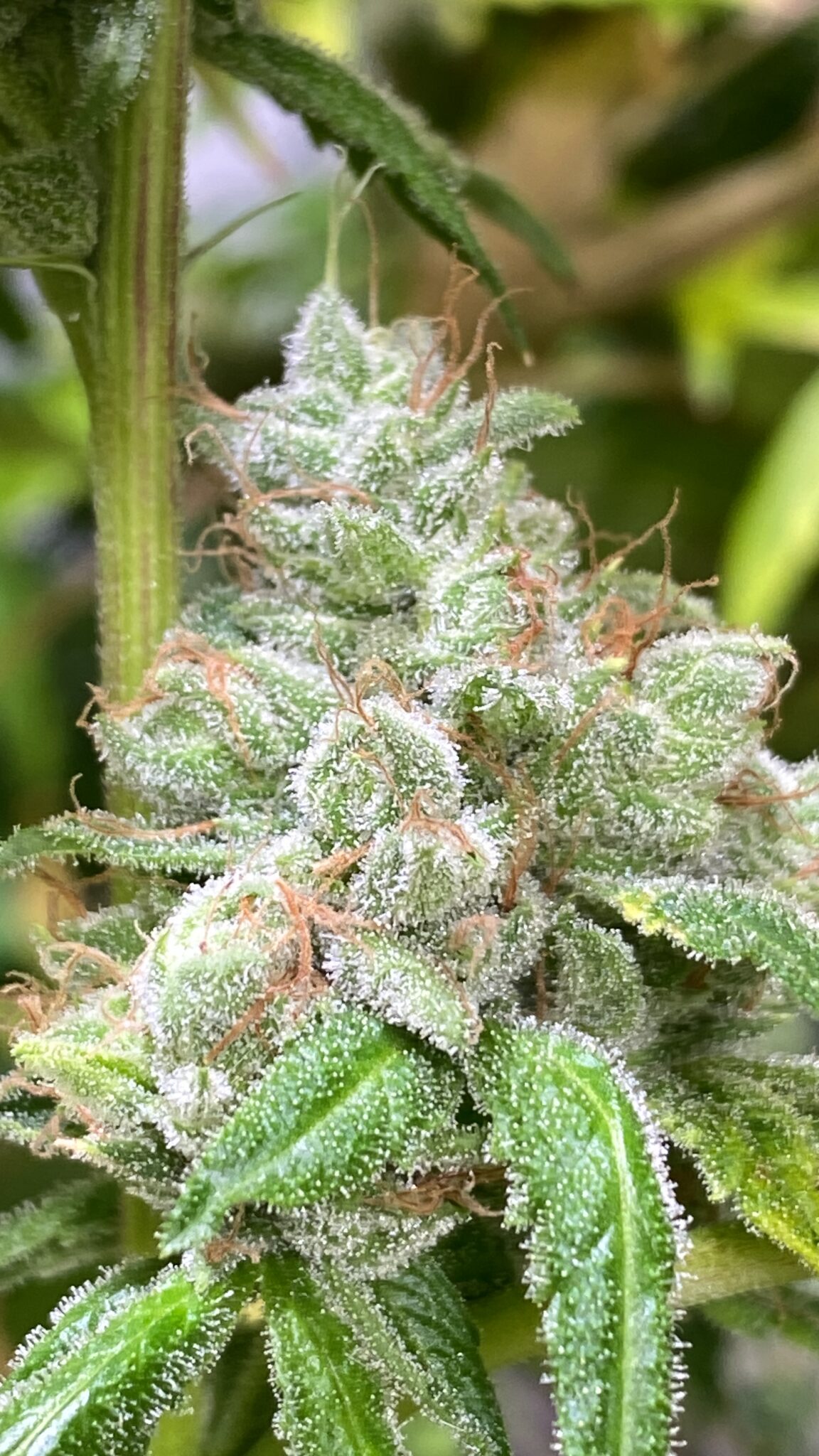 Motorcade – SKUNKTEK