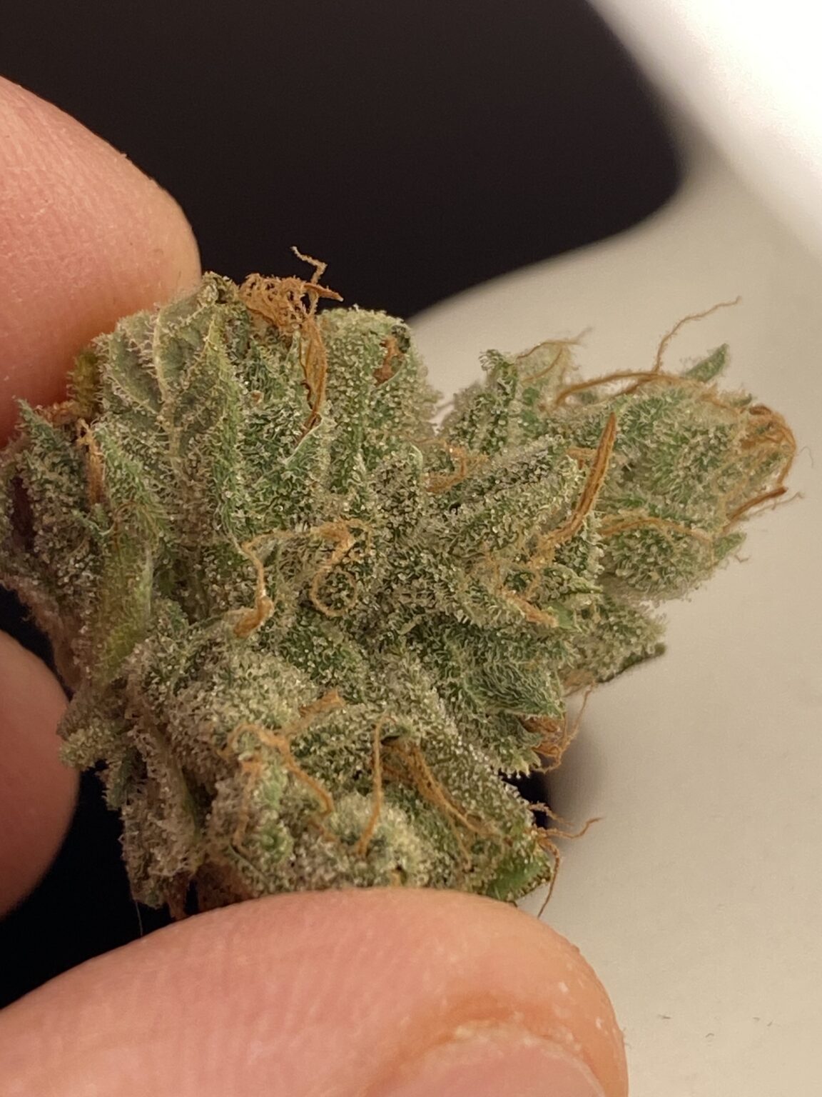 Motorcade – SKUNKTEK