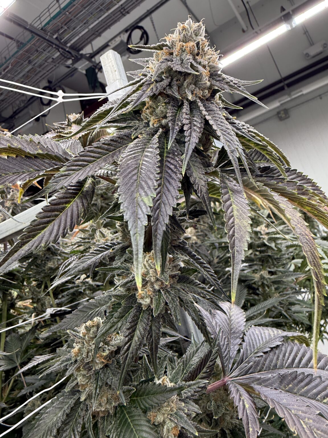 Road Head – SKUNKTEK