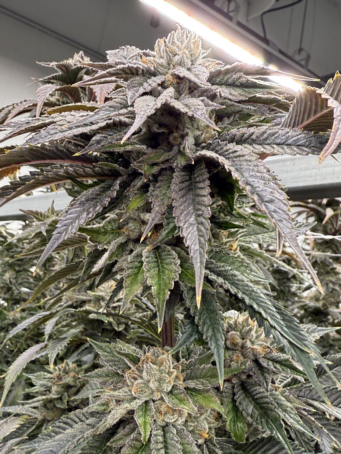 Road Head – SKUNKTEK