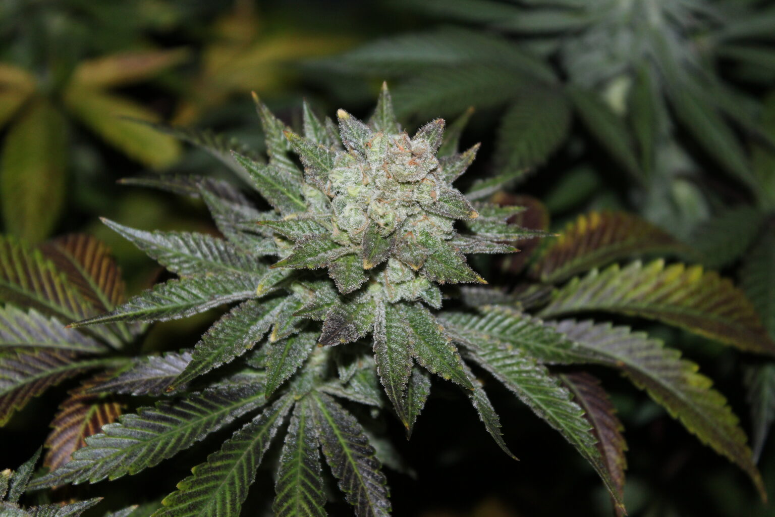 Space Bridge – SKUNKTEK