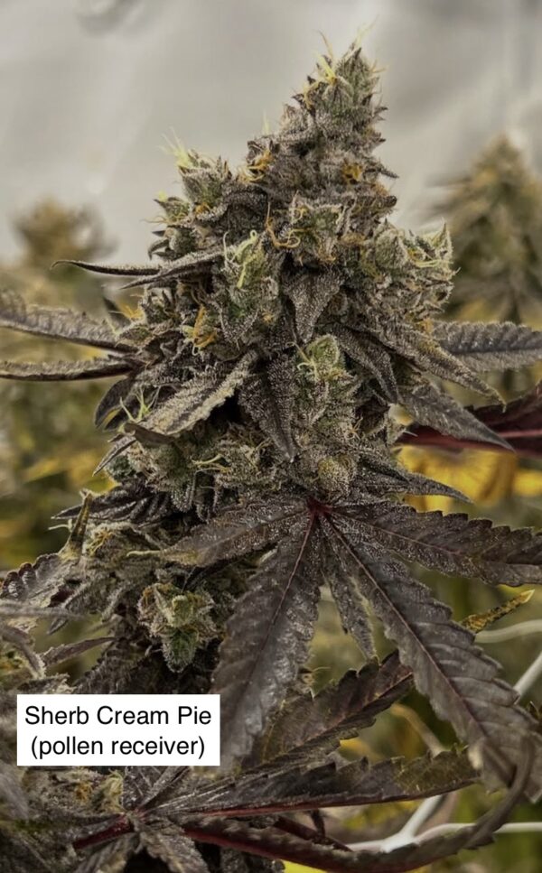 Sherb Cream Pie x Gas Cap 11 – SKUNKTEK